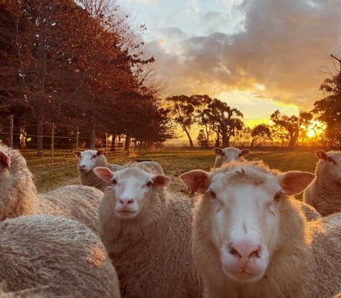 Australian Finnsheep Breeders Association Inc | Learn about the ...